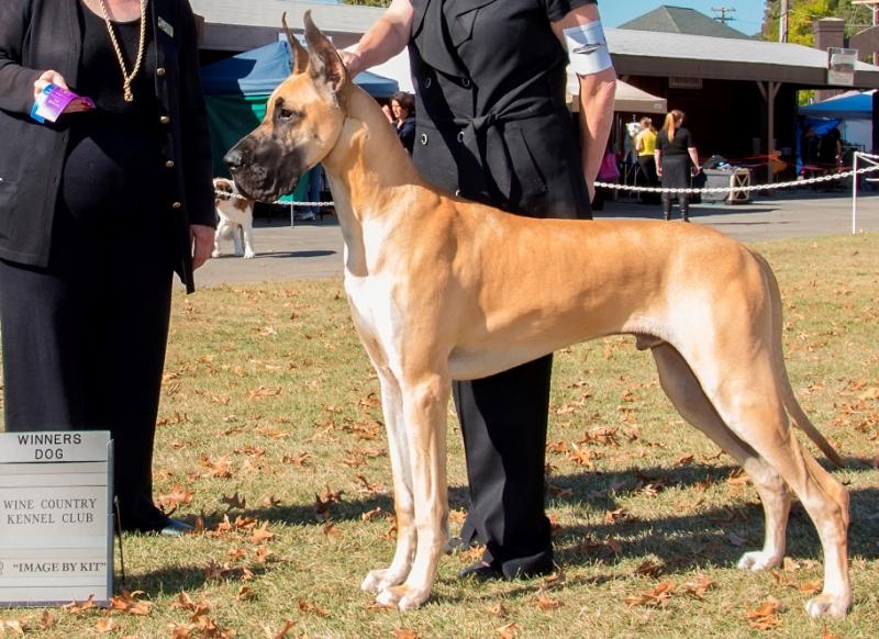 Neet Danes - Winner of the GDCA 2018 Top 20 InvitationalBest of Breed ...